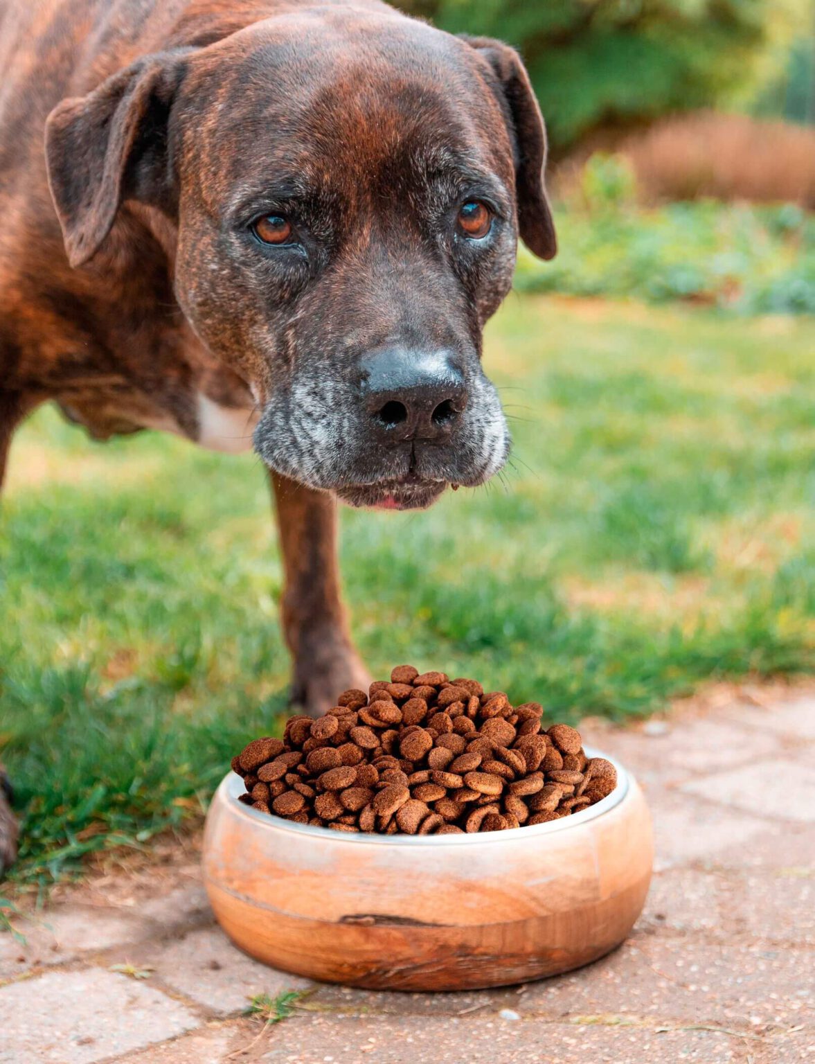 Hoeveel mag mijn hond eten? 🐾 BROK hondenvoeding