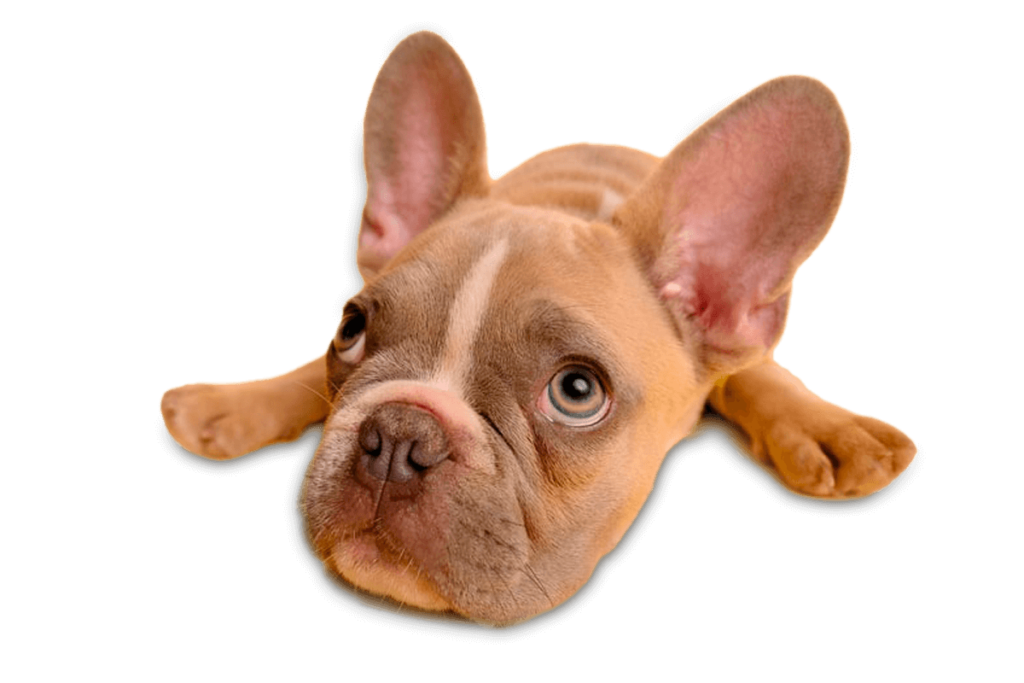 Help! Mijn hond is een moeilijke eter ️ Enkele handige tips
