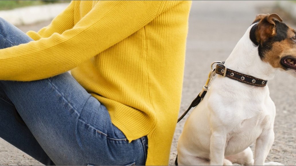 Waarom eet mijn hond gras? 🐾 Brok Hondenvoeding