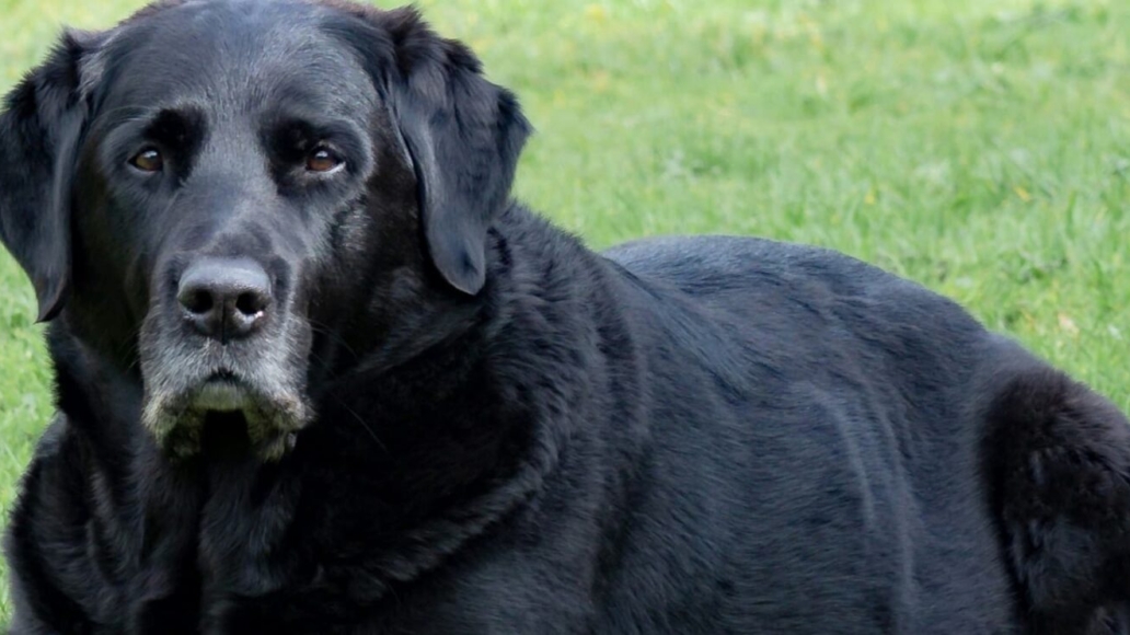 10 tips voor een puppy-proof omgeving 🐾 Brok Hondenvoeding