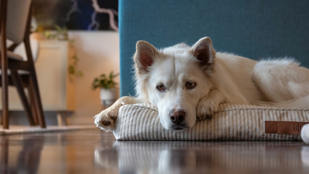 10 tips voor een puppy-proof omgeving 🐾 Brok Hondenvoeding